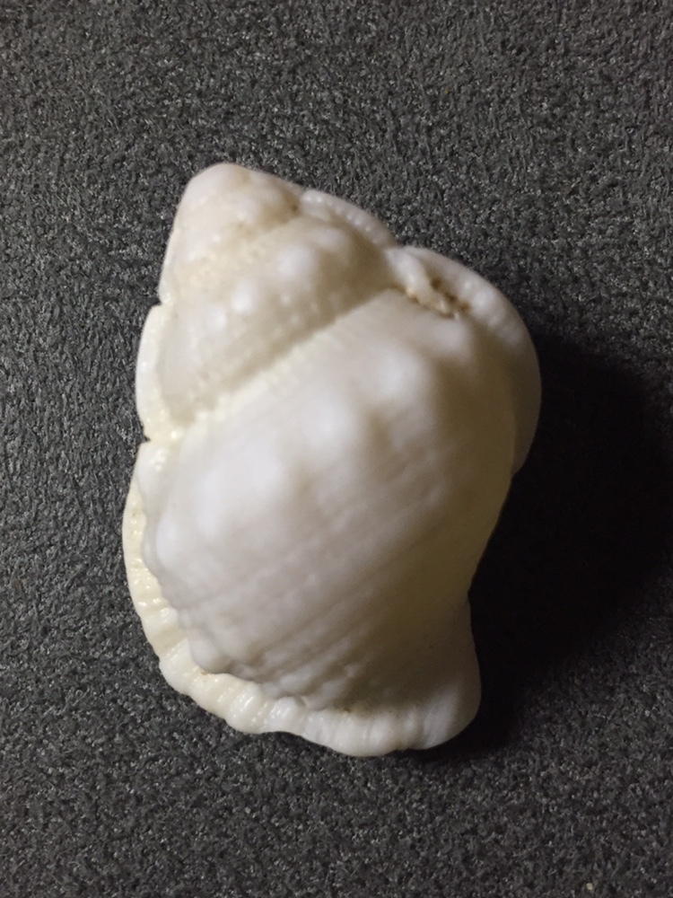 Frog Shell from South Pacific Ocean, Hope Vale, QLD, AU on July 12 ...