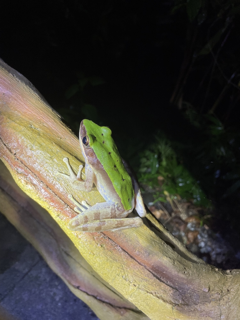 Large Odorous Frog from 中国海南省琼中黎族苗族自治县 on July 13, 2023 at 07:41 PM by ...