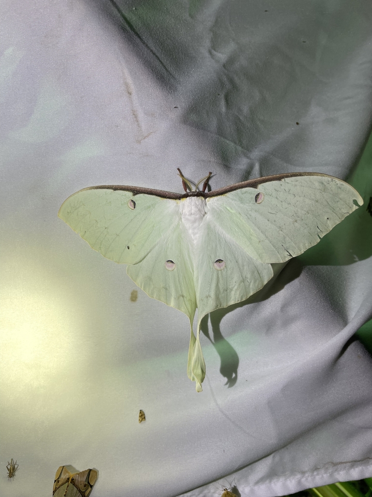 South China Moon Moth from 中国海南省琼中黎族苗族自治县 on July 13, 2023 at 07:41 PM ...