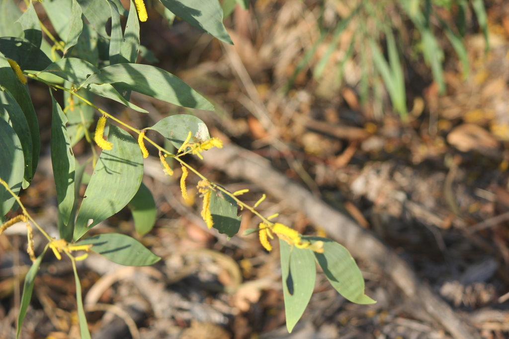 wattles from Lee Point-Leanyer Swamp, Northern Territory, Australia on ...