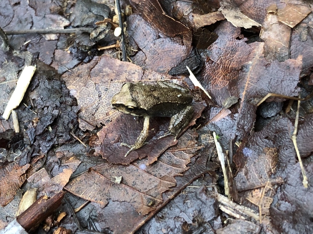Ezo Red Frog from Shikotsukoonsen, Chitose, Hokkaido, JP on July 13 ...