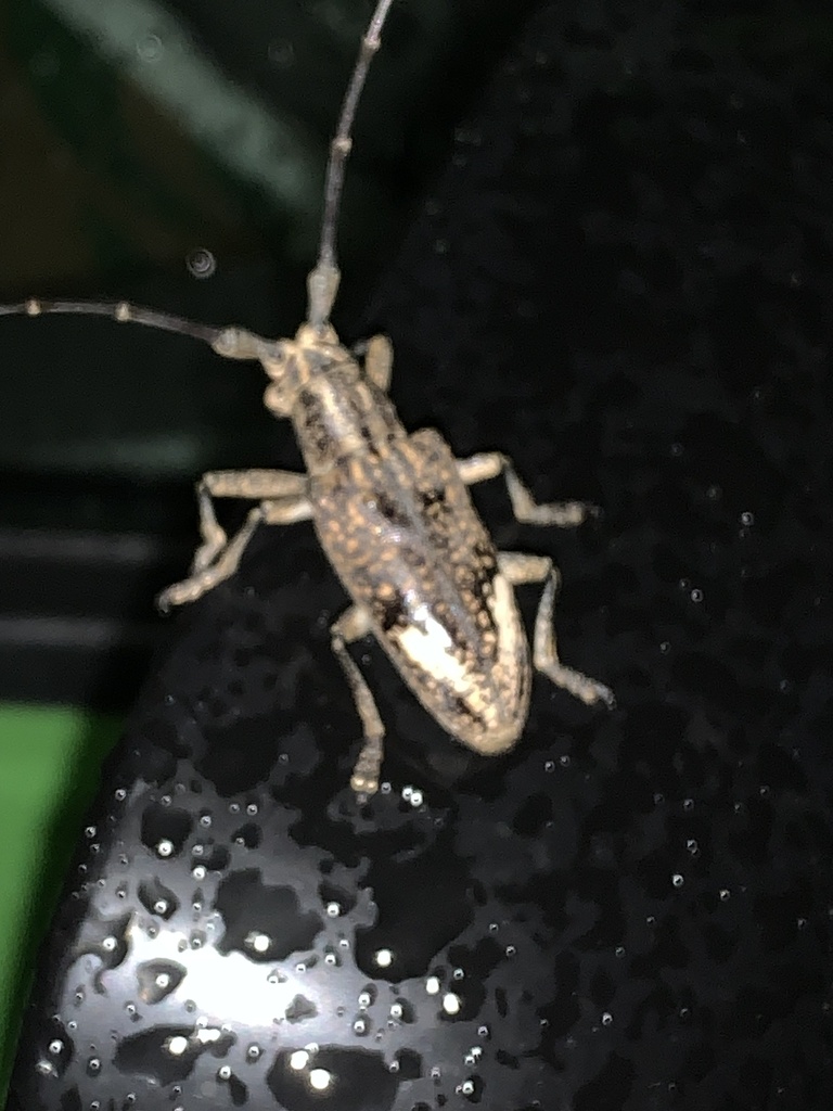 Insects from Hope St, Cooktown, QLD, AU on July 13, 2023 at 08:49 PM by ...