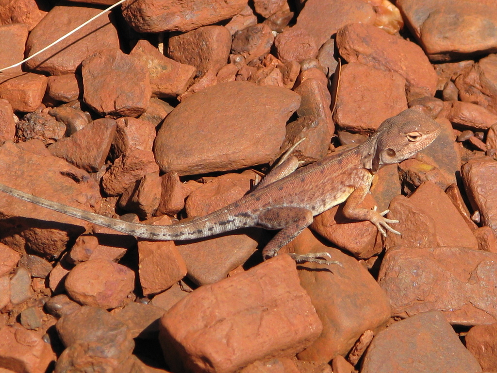 Ring-tailed Dragon from Karijini WA 6751, Australia on November 28 ...