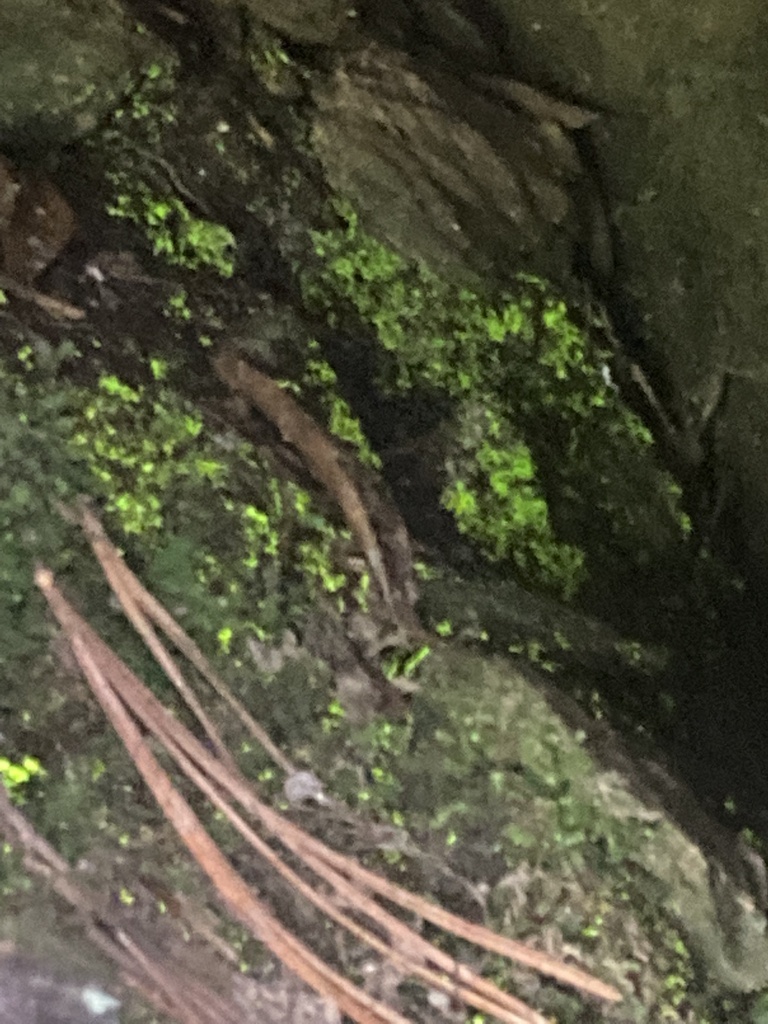 Luminous Moss in July 2023 by anna_rauchberger · iNaturalist