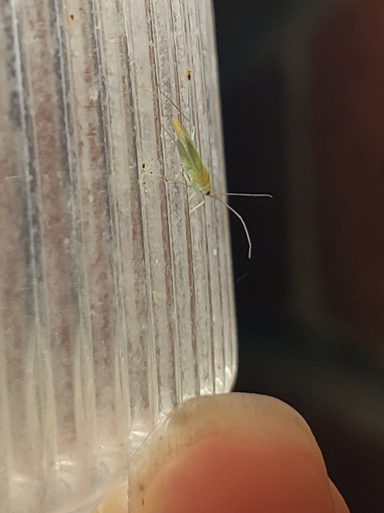 Insects from Lansdale, PA, USA on July 12, 2023 at 10:18 PM by moni ...