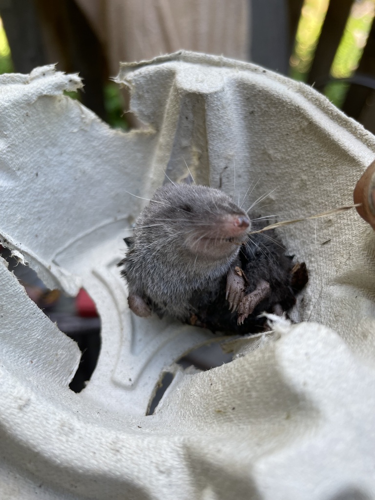 Northern Short-tailed Shrew from Chopmist Hill Rd, North Scituate, RI ...