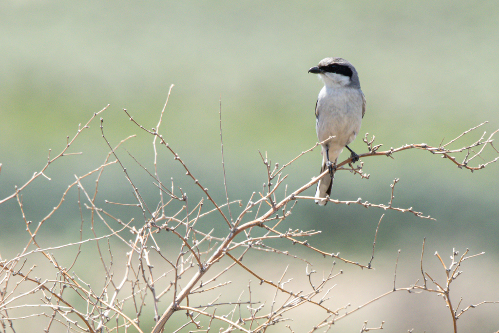 Loggerhead Shrike from Golden Spike Visitor's Center, UT on May 30 ...