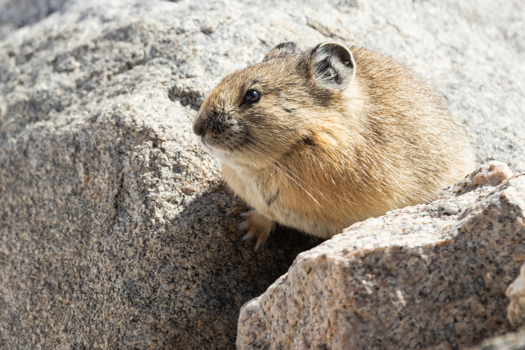 American Pika from Mt. Evans, CO on June 7, 2023 at 09:19 AM by Brad ...