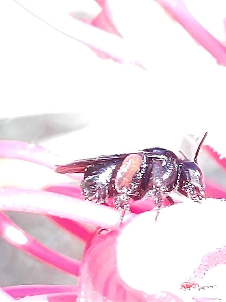Spiny-legged Stingless bee from Distrito Federal, Brasília, BR on July ...