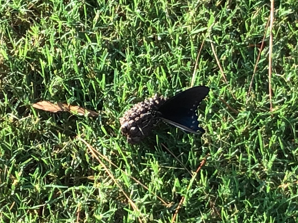 Pipevine Swallowtail from United States on July 13, 2023 at 07:51 AM by ...