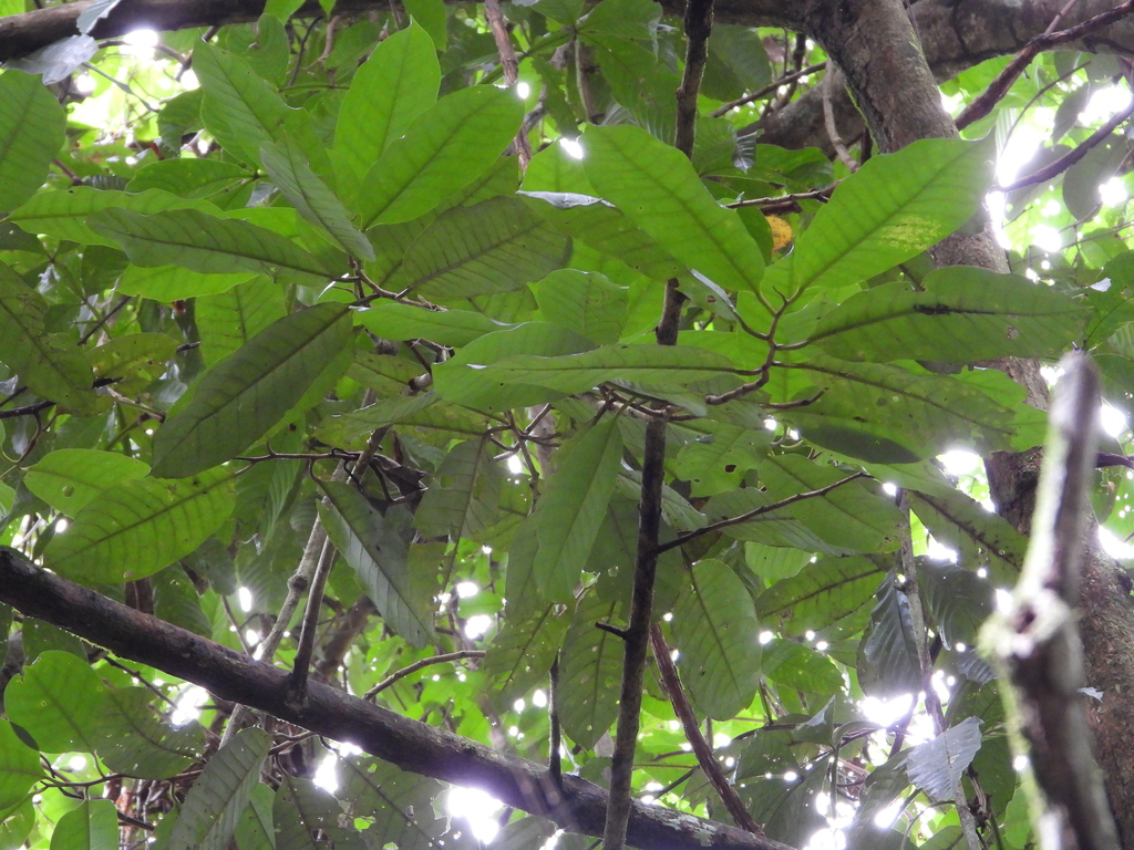 Otoba novogranatensis from Puntarenas Province, Osa, Costa Rica on June ...