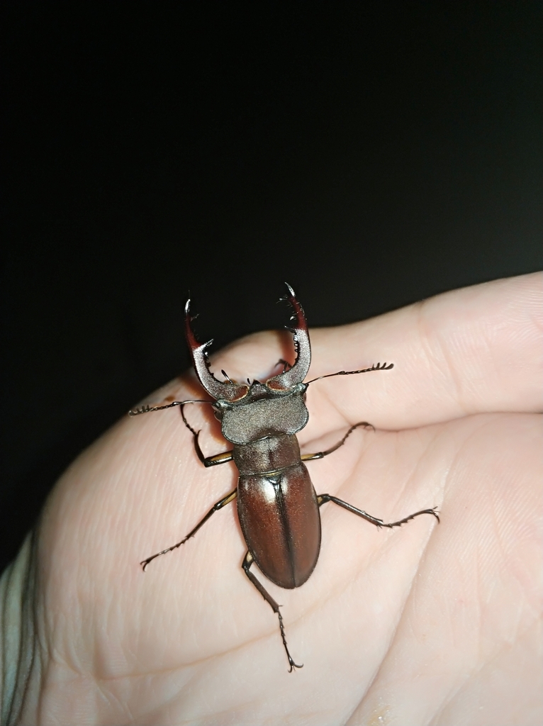 Lucanus fortunei in July 2023 by zrzs-07 · iNaturalist
