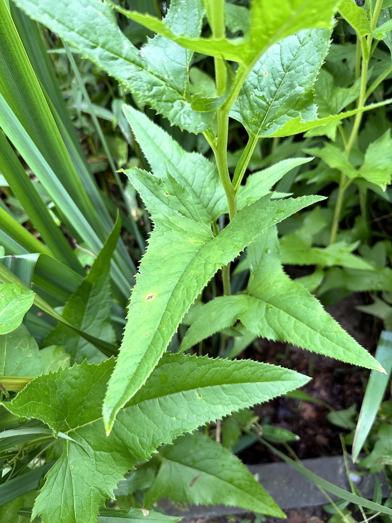 False Indian Plantain from E 55th St, Chicago, IL, US on July 13, 2023 ...