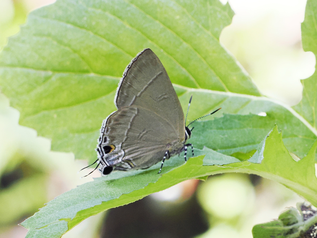 Flashes from Sigi Regency, Central Sulawesi, Indonesia on June 29, 2023 ...