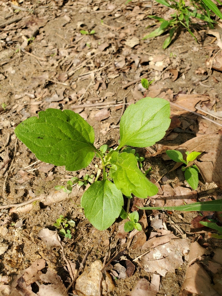 annual fleabane from Newark, DE, USA on July 13, 2023 at 09:00 AM by ...