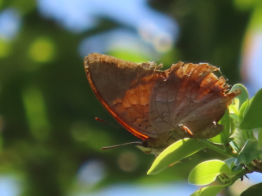 Tawny Rajah from 香港 on July 13, 2023 at 11:52 AM by Isaac Chow · iNaturalist