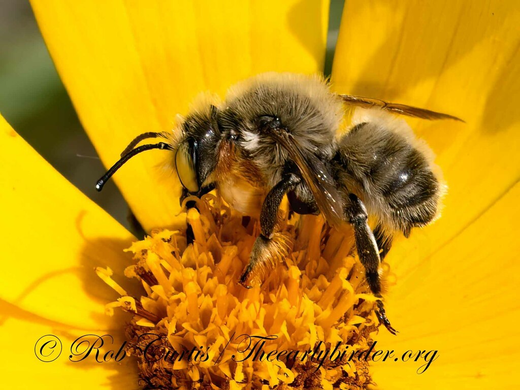 Broad-handed Leafcutter from Lake County, IL, USA on June 22, 2023 at ...