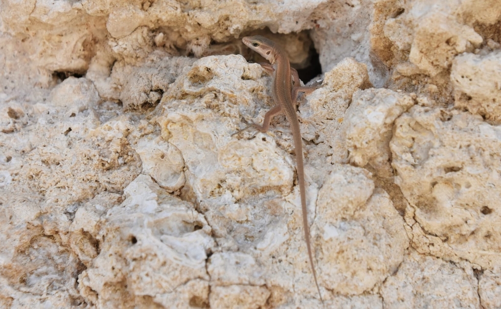 Sicilian Wall Lizard in July 2023 by droudil · iNaturalist
