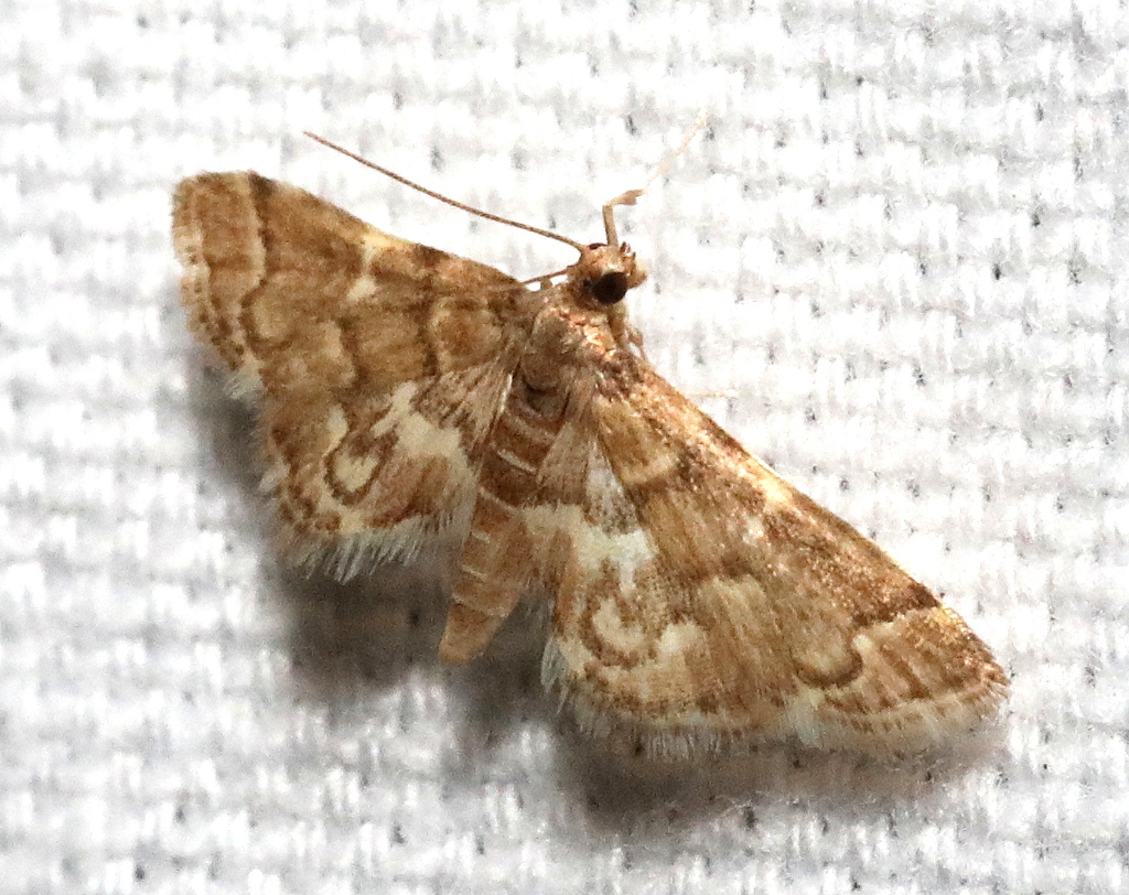 Butterflies and Moths from Mount Desert Island, Maine on July 23, 2019 ...