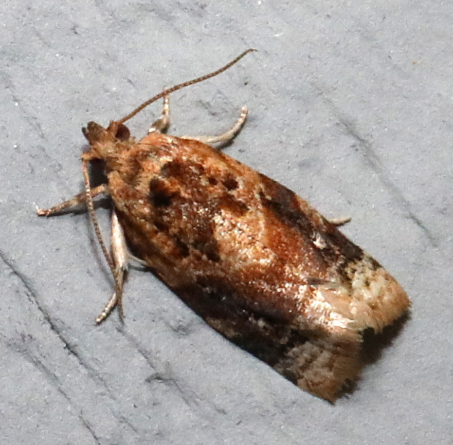 Red-banded Leafroller Moth from Mount Desert Island, Maine on July 26 ...