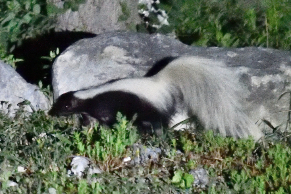 Striped Skunk from Bustamante, N.L., México on July 12, 2023 at 08:39 ...