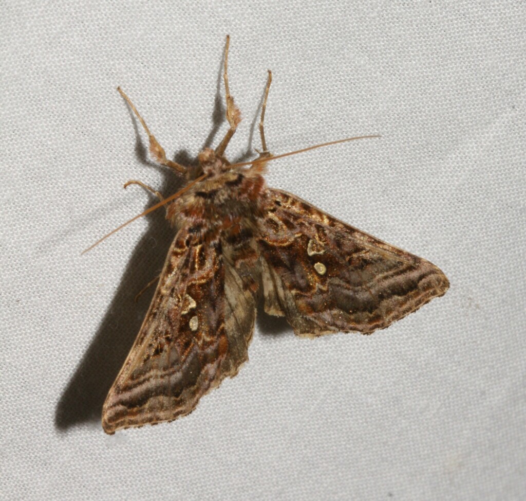 Wavy Chestnut Y Moth from Mont-Joli, QC, Canada, 1101 rue Lussier on ...