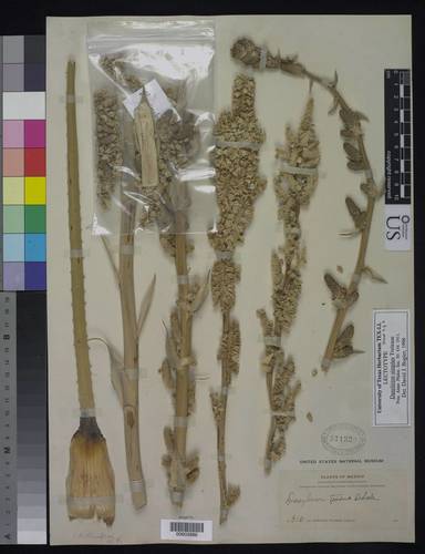 Seréke (Dasylirion simplex)