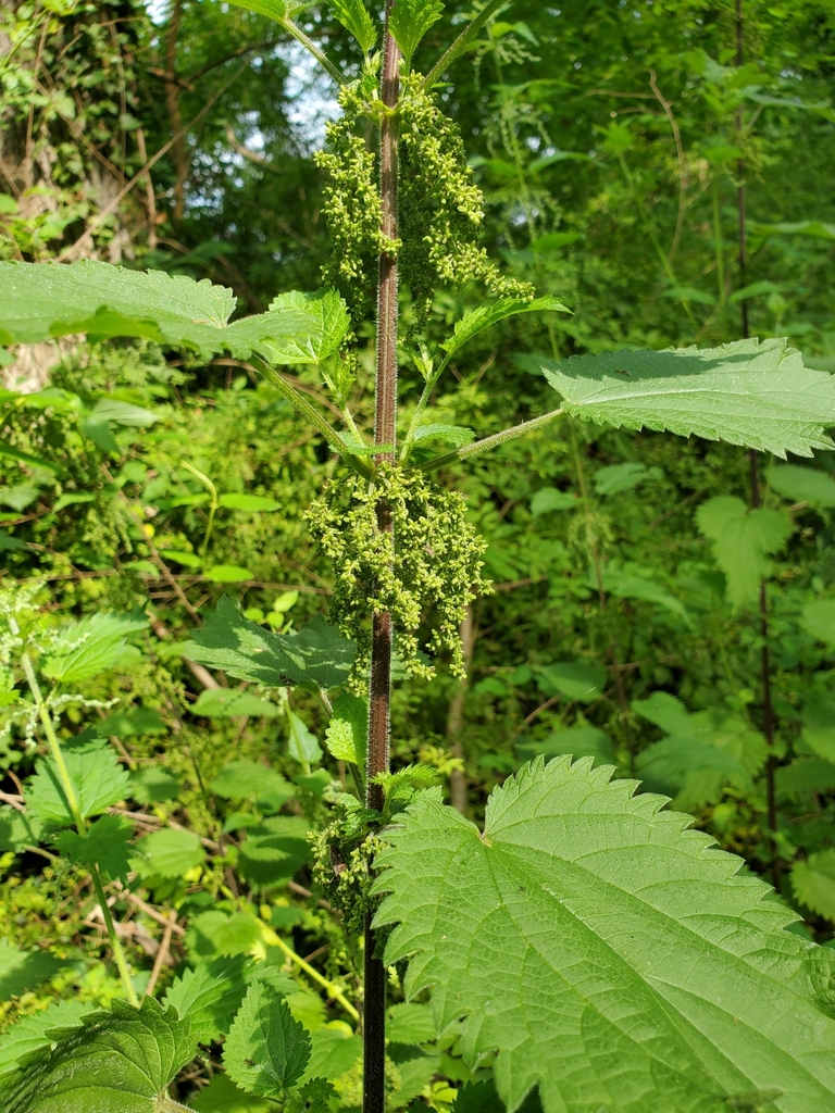 great stinging nettle from Newark, DE, USA on July 13, 2023 at 09:23 AM ...
