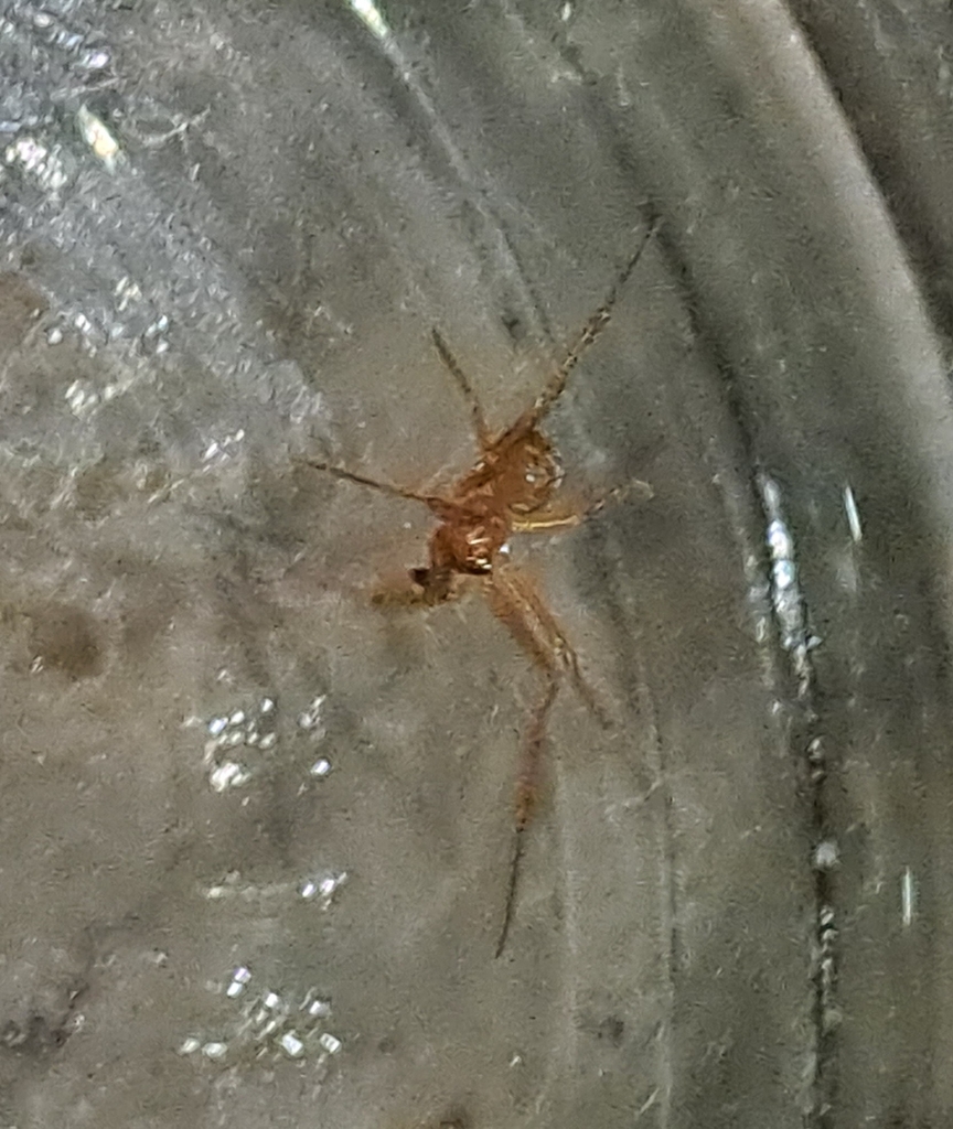 Grass Cross Spider from Benoa, South Kuta, Badung Regency, Bali ...