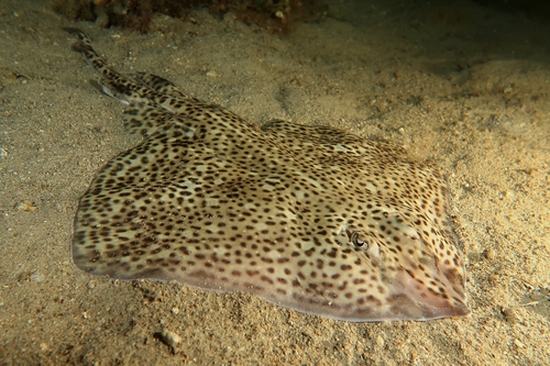 Speckled Skate (Raja polystigma) · iNaturalist United Kingdom