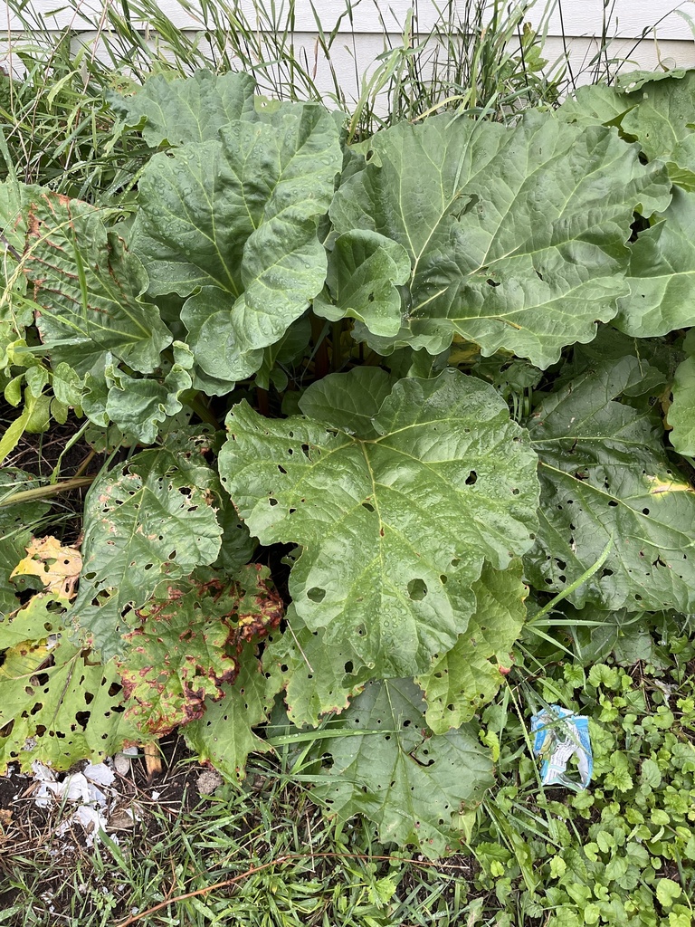 Rhubarb from Nebraska St, Wayne, NE, US on July 7, 2023 at 08:13 PM by ...