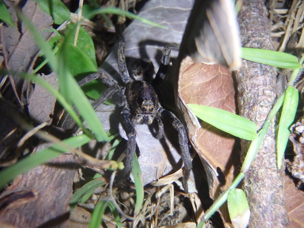 Union Jack Wolf Spiders From Arakoon Kempsey New South Wales union-jack-wolf-spiders-from-arakoon-kempsey-new-south-wales