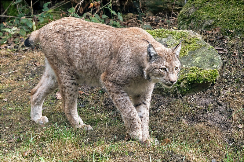 Eurasian Lynx (Lynx lynx) - Know Your Mammals