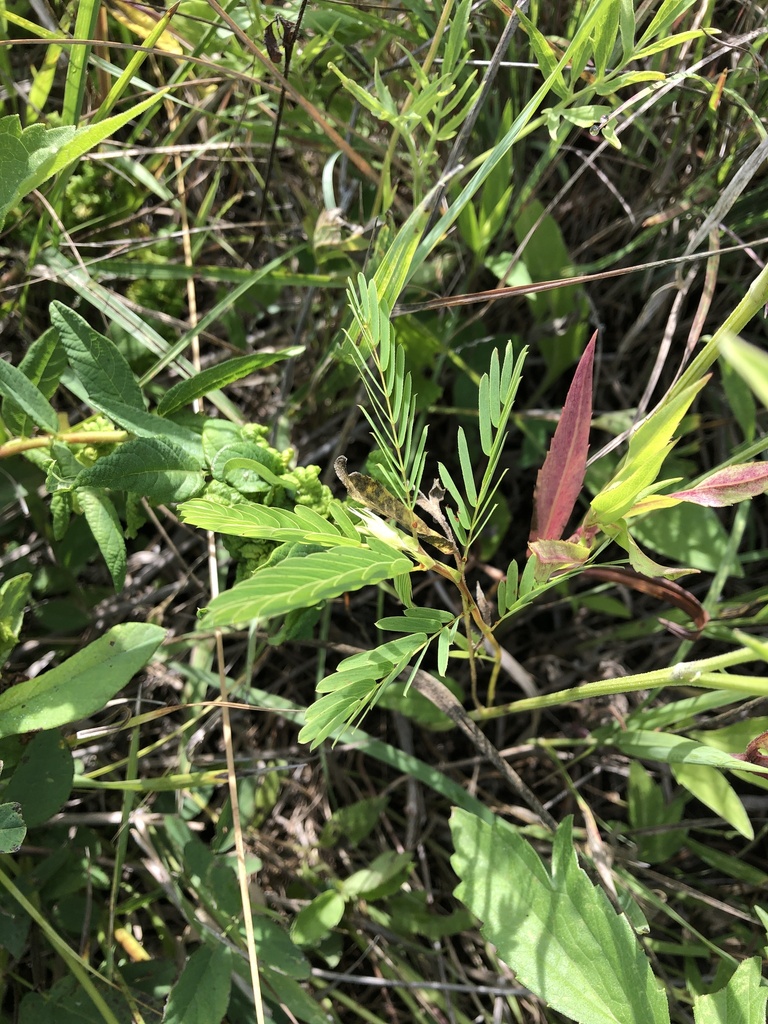 partridge pea from Walnut Rd, Grinnell, IA, US on July 13, 2023 at 09: ...