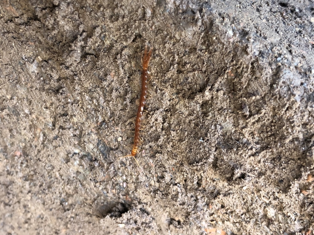 Cave Centipedes in January 2019 by Ken Rosenthal · iNaturalist