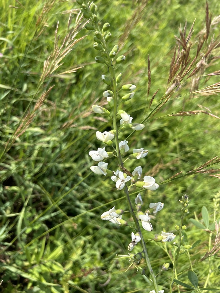 white wild indigo from 20th St, Grinnell, IA, US on July 13, 2023 at 09 ...