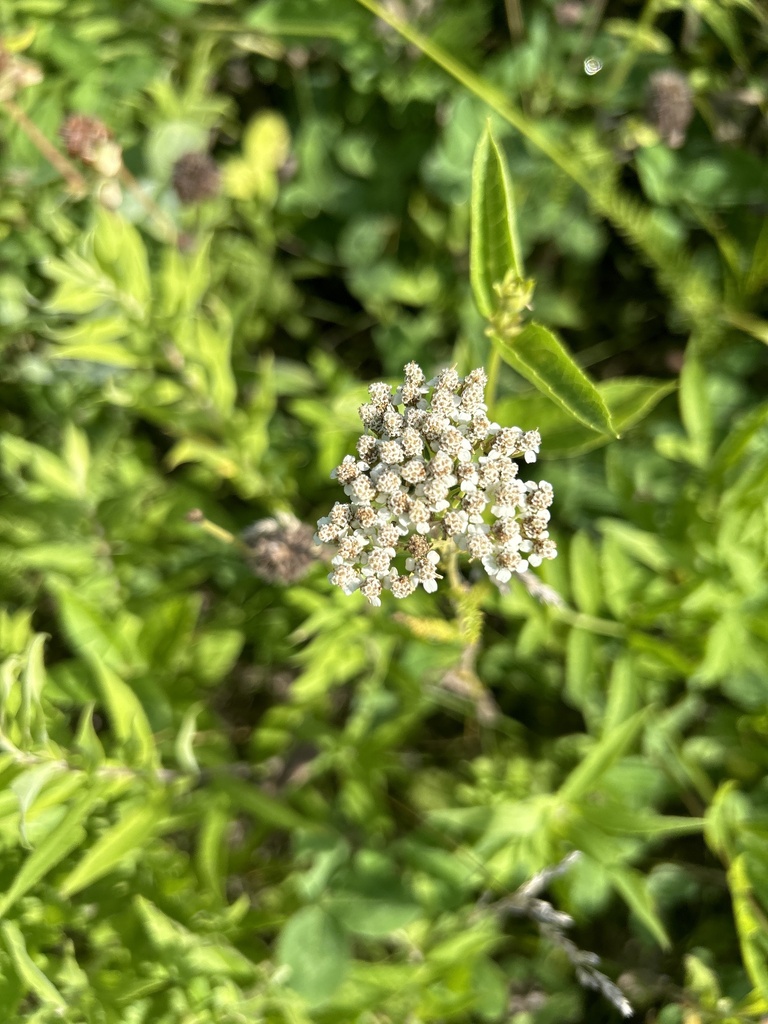 common yarrow from 20th St, Grinnell, IA, US on July 13, 2023 at 09:42 ...