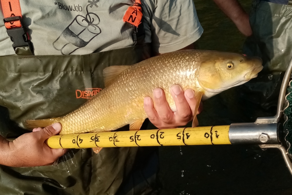 Albanian Barbel from Άρτα 471 00, Ελλάδα on July 13, 2023 at 08:15 AM ...