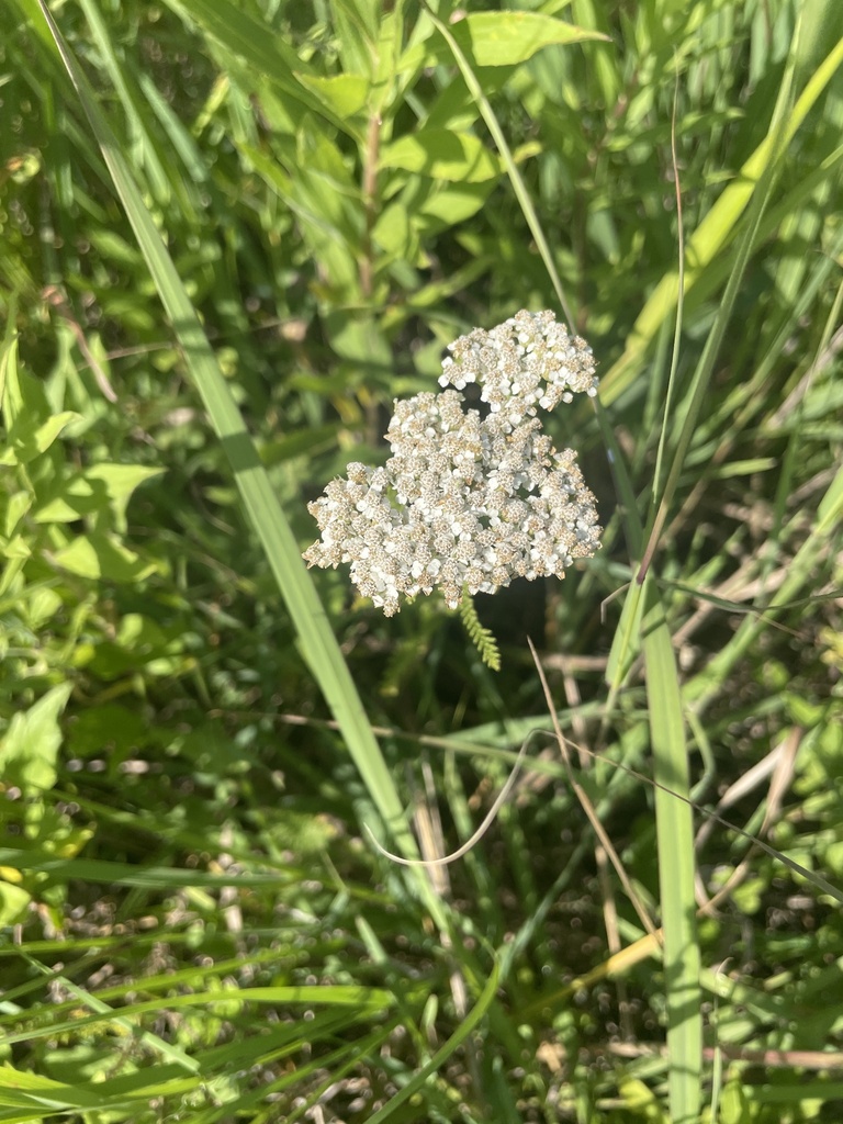 common yarrow from 20th St, Grinnell, IA, US on July 13, 2023 at 09:49 ...