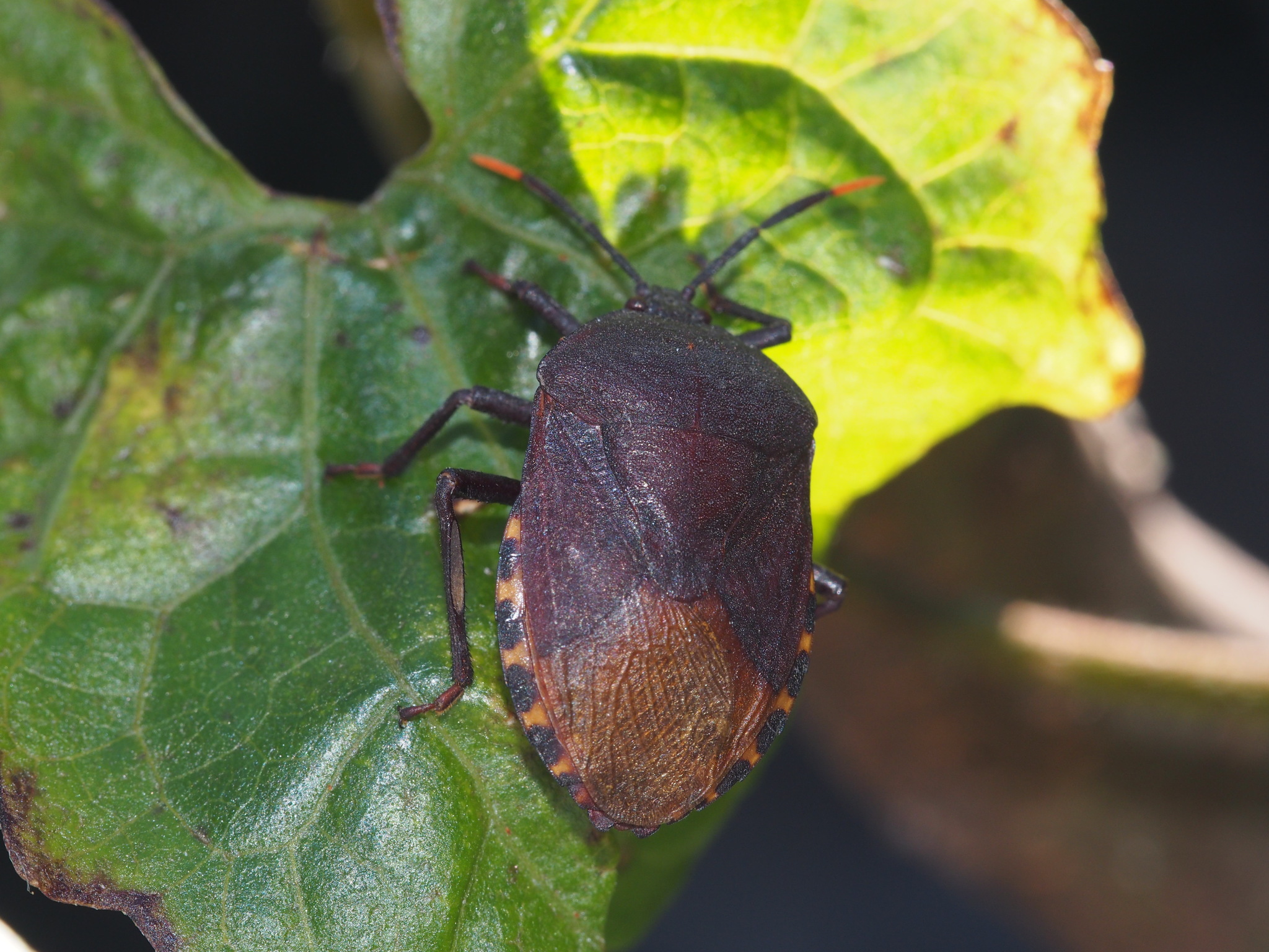 Coridius chinensis (Dallas, 1851)