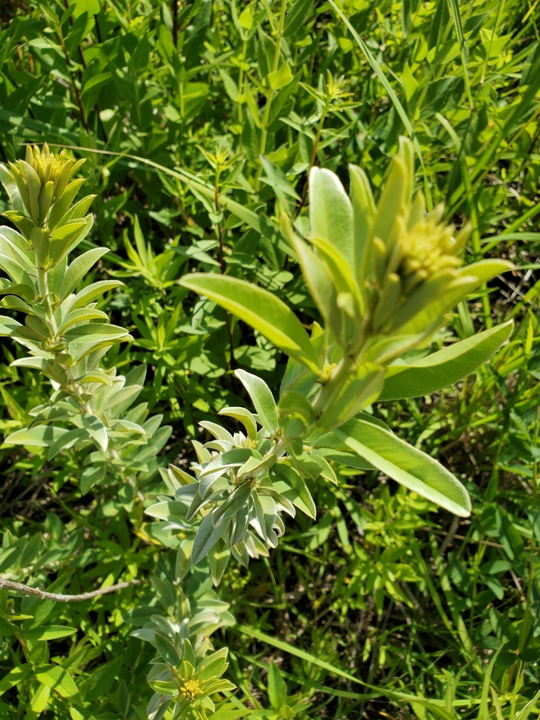 round-headed bush clover from Oakland Acres, IA 50112, USA on July 13 ...