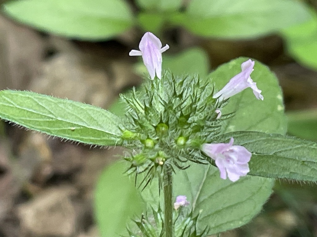 Wild Basil from Malletts Bay, Burlington, VT, USA on July 12, 2023 at ...