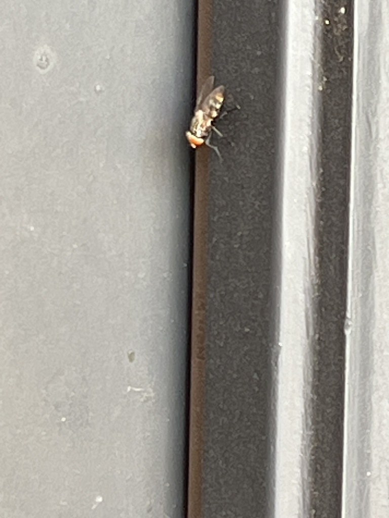 Calyptrate Flies from Southlake Town Square, Southlake, TX, US on July ...