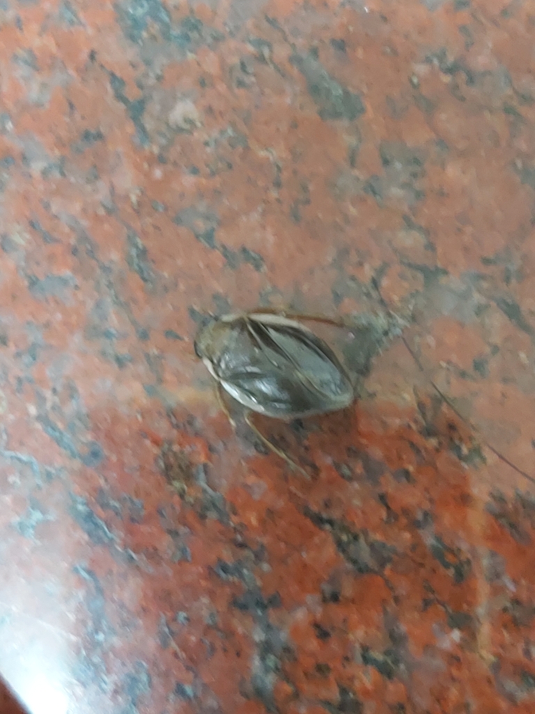 Diplonychus from 505台灣彰化縣鹿港鎮山崙里 on July 12, 2023 at 07:51 PM by 曾唐鋒 ...