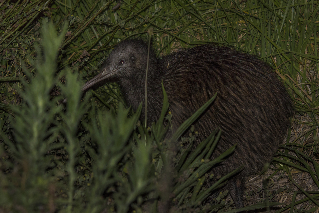 Kiwis (Unique birds worldwide) · iNaturalist