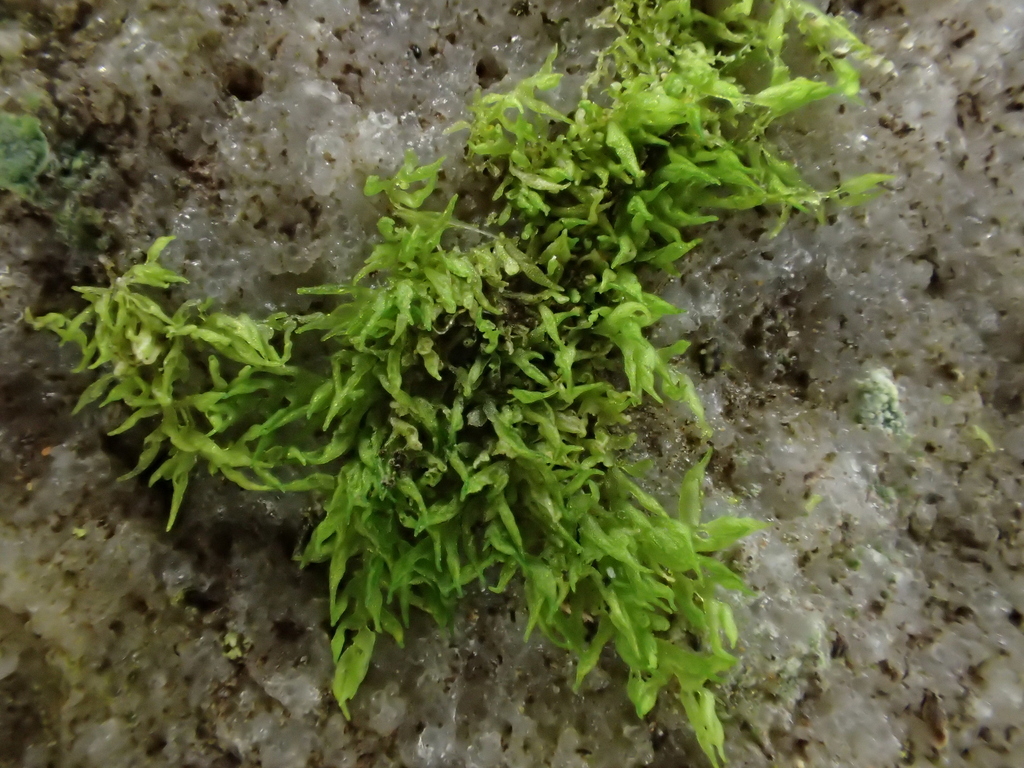 Colura tenuicornis from Wynberg NU (2), Cape Town, 7824, South Africa ...