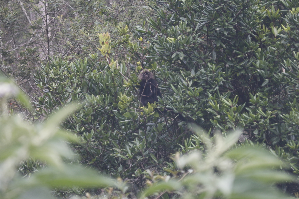 Nilgiri Langur in July 2023 by Aravind_PS · iNaturalist