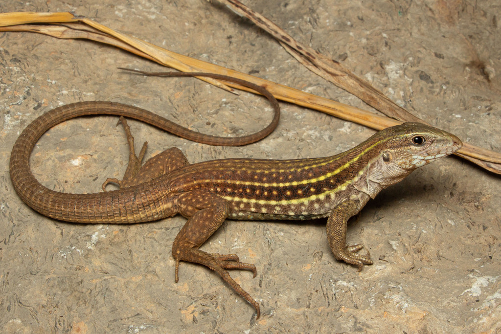 Colima Giant Whiptail from Municipio de Colima, Col., México on July 10 ...