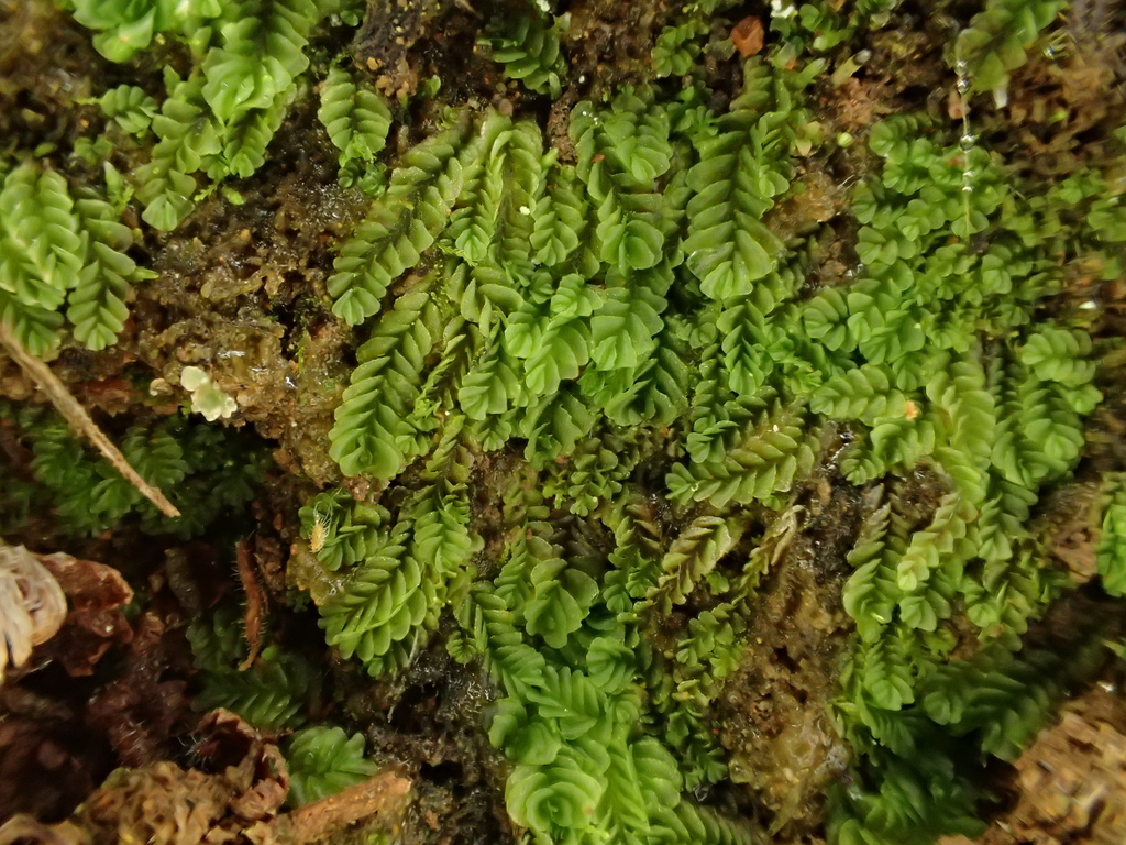(Lethocolea) - Botanical Realm