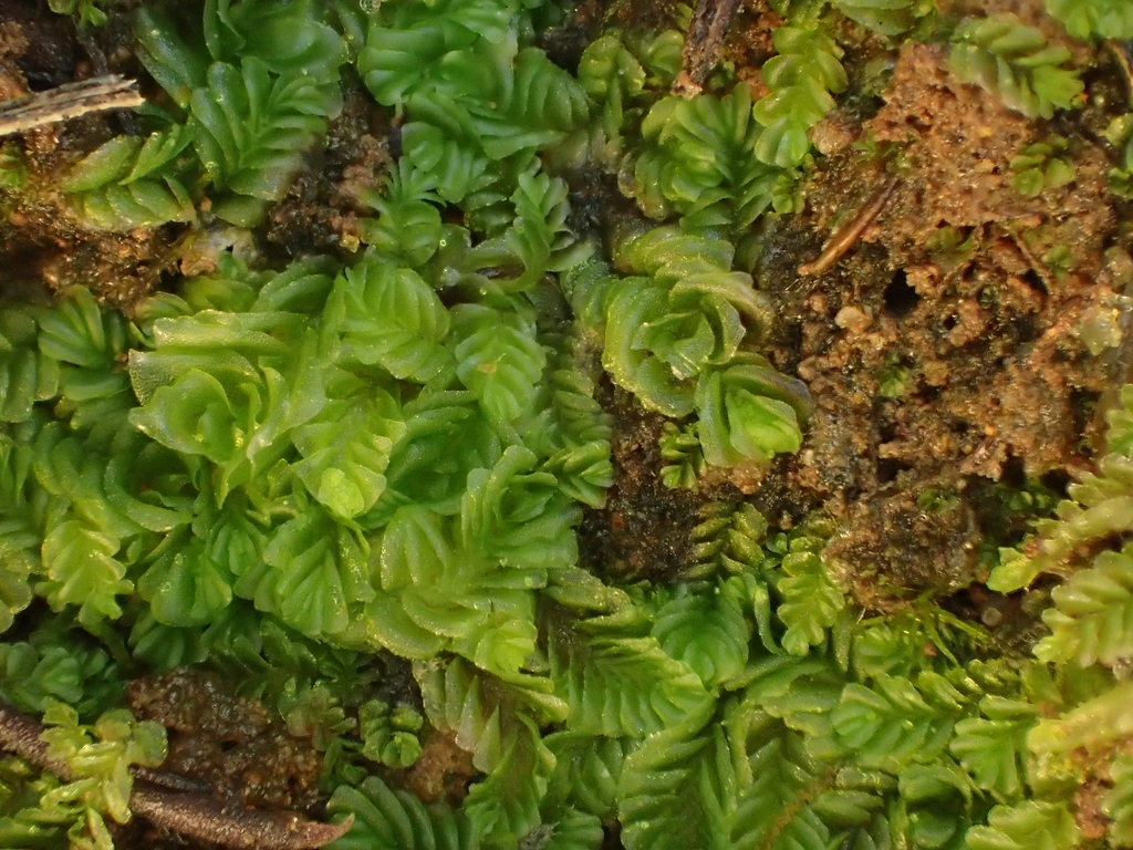 Lethocolea congesta from Wynberg NU (2), Cape Town, 7824, South Africa ...